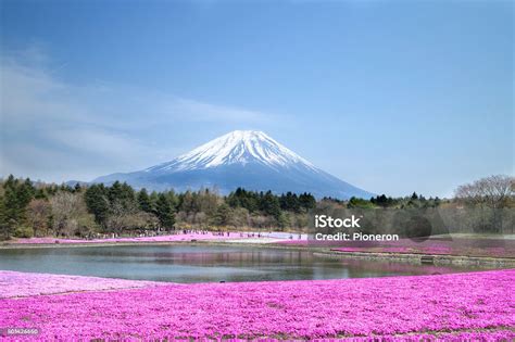 Mt 푸지 및 노퍽의 벚꽃 0명에 대한 스톡 사진 및 기타 이미지 0명 2015년 건축 Istock