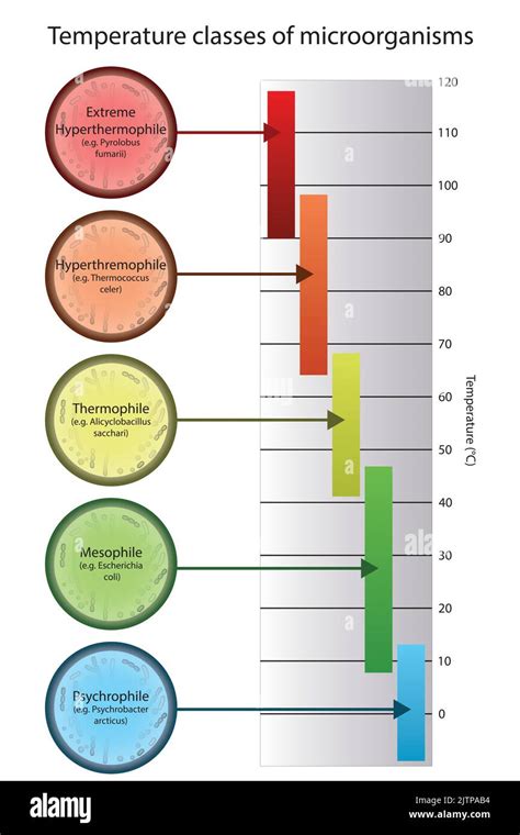 Types Of Microorganisms Chart