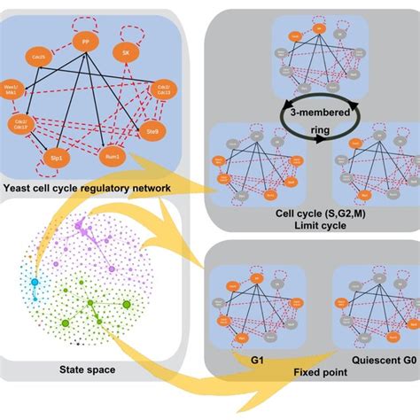 Yeast Cell Cycle Network There Are 9 Vertexes In Yeast Cell Cycle Download Scientific Diagram