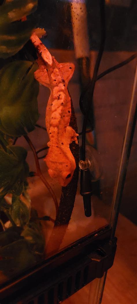 Age Sex Morph R Crestedgecko