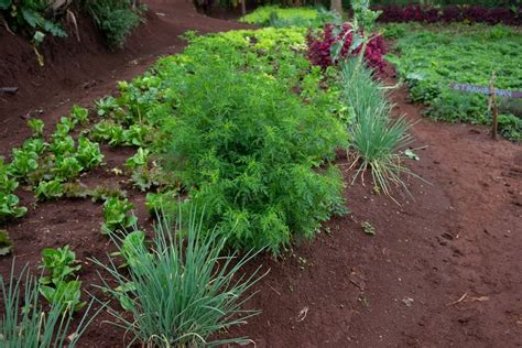 Effet répulsif de lArtemisia La Maison de l Artemisia Cette plante peut sauver des millions