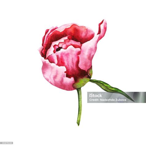 수채화 모란 반쯤 열린 새싹 파스텔 핑크 색상의 꽃입니다 인사말 카드 또는 청첩장에 대 한 고립 된 배경에 손으로 그린 꽃 그림