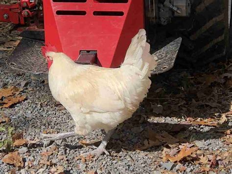 What Kills Backyard Chickens Backyardchickennews