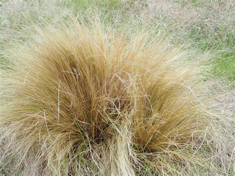 Temperate Grassland Ecosystems Earthhome Evolution