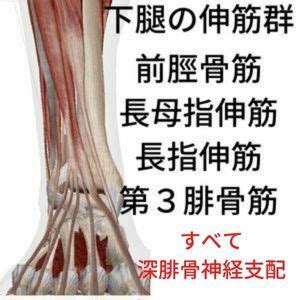 下腿の筋肉を理解する下腿の筋と経絡経穴との関係坂本指圧マッサージ塾