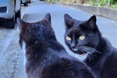 The Cusp Of Greatness —olcat 🐈