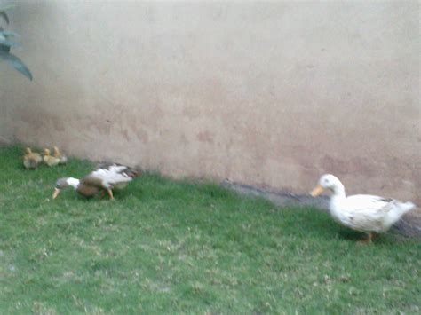 Identifying Duck Breed Sex Backyard Chickens Learn How To Raise Chickens