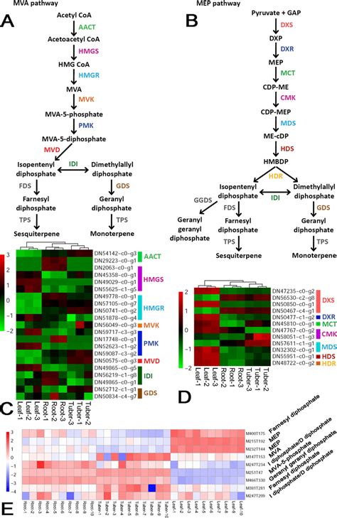 Organ Specific Analysis Of The Levels Of The Enzyme Coding Genes And