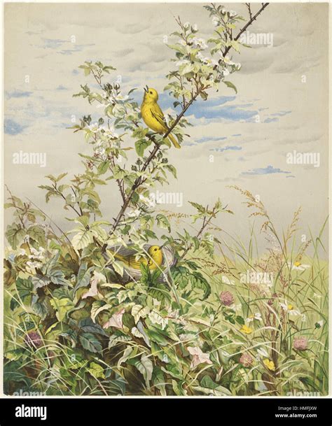 Louis Prang June Stock Photo Alamy
