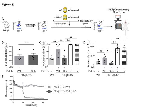 Post Transfusion In Vivo Function Of WT And 12 LOX Platelets In