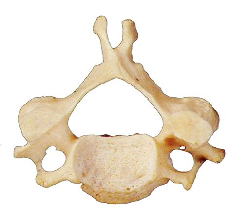 Cervical Vertebrae Diagram Quizlet