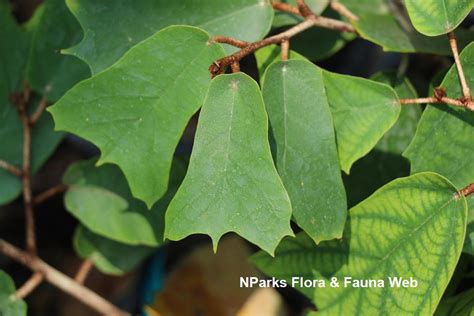 Nparks Pterospermum Lanceifolium