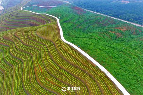湖州：茶山长出致富路 影像中心 浙江在线