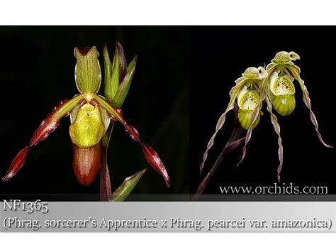 Phrag Phrag Sorcerers Apprentice X Phrag Pearcei Var Amazonica