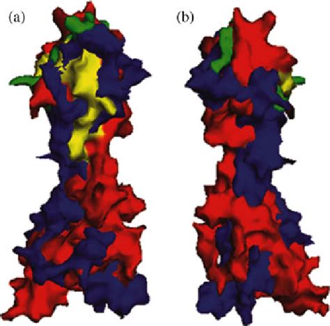 Surface Diagrams Of A Superimposition Of Both Wild Type Cmybpc And