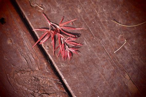 Red Leaf Free Photo Download Freeimages