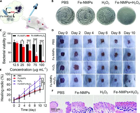 The Antibacterial Activity Of Fe Nmps Against S Aureus A Schematic