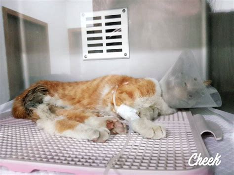 후지마비 고양이 이래에게 후원을 통해 희망을 나눠 주세요 인스티즈 Instiz 이슈 카테고리