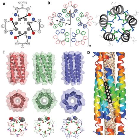 A Helical Wheel Representation For Parallel Four Helix Coiled Coil