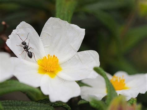 Ant Cistus Free Photo On Pixabay