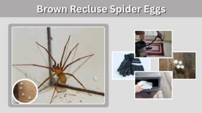 Brown Recluse Spider Eggs Identification Sac Look And Safe Removal