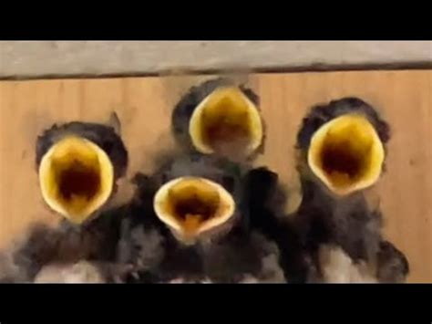 2023年燕の巣作り147 8 9ひたすら給餌動画です2倍速でどうぞ YouTube