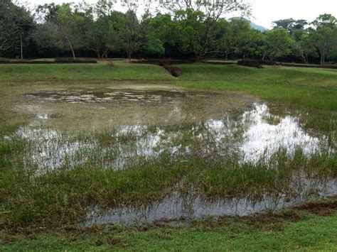 Premium Photo Grass Growing In Pond At Park