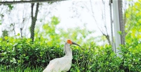 西安秦岭野生动物园 客流量创新高腾讯新闻