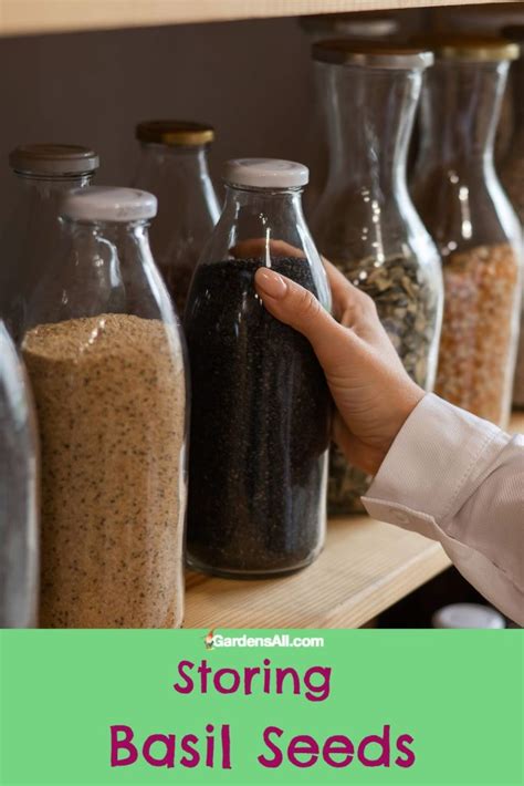 When And How To Harvest Basil Seed