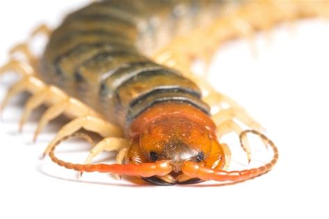毒性があるムカデの種類一覧と生態！噛まれると最も危険なムカデとは？ 世界の超危険生物データベース