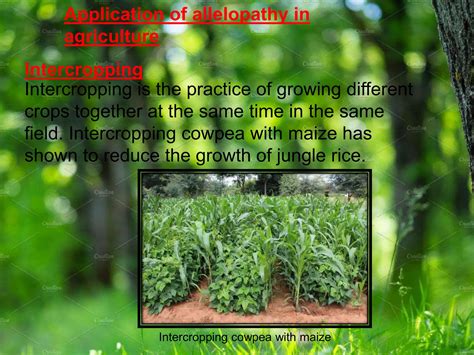 Allelopathy And Its Role In Weed Management Pptx