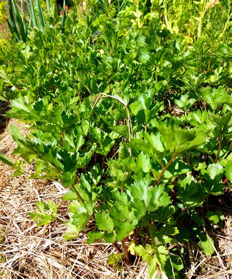 Vegetables Eagleridge Seeds