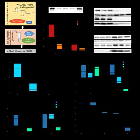 Hotair M6a Site 783 Mediates Interaction With Ythdc1 And Chromatin Download Scientific Diagram