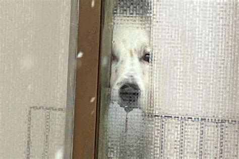 お迎えを即決させた元保護犬の目力が強い！ 出かける飼い主をガン見する姿が話題に 「愛されてますねぇ」 Hint Pot