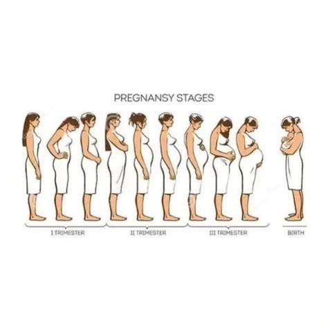 Pregnansy Stages Trimester Trimester Trimester Birth Ifunny Brazil