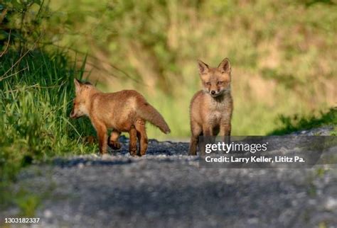 Small Foxes Photos And Premium High Res Pictures Getty Images