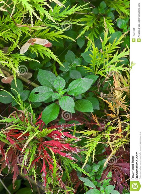 Plant Composition Stock Image Image Of Close Plant 14325665