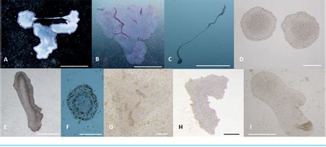 Figure 1 From Trichoplax Adhaerens Reveals A Network Of Nuclear Receptors Sensitive To 9 Cis