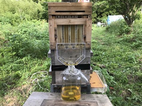 【美味しさに感動】日本蜜蜂の生ハチミツ220g×3個 （熟成蜜2個＆フローハイブ蜜1個）：福岡県産のはちみつ｜食べチョク｜産地直送産直お