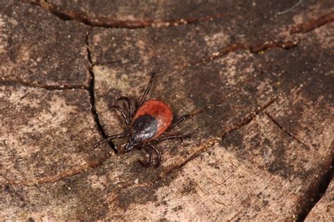 Ixodes Ricinus Facts Diet Habitat And Pictures On Animaliabio