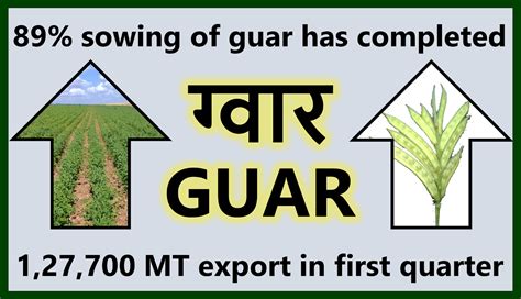 Guar Gum Information And Guar Gum Cultivation In India Guar Crop
