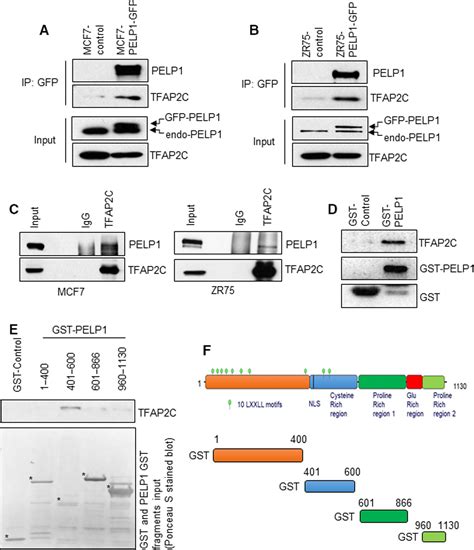 Interaction Of Transcription Factor Ap‐2 Gamma With Proto‐oncogene Pelp1 Promotes Tumorigenesis