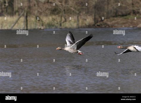 Greylag Goose Flying Stock Photo Alamy