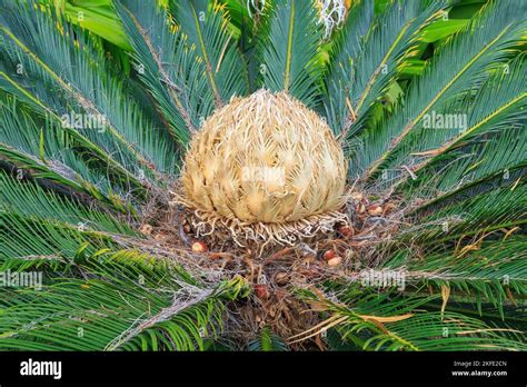 A Female Cone On A Cycad Cycas Revoluta Also Known As The Sago Palm Cycads Are An Ancient