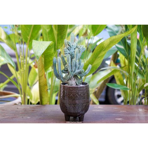 กระบองเพชร แคคตส ตอบลครสตาตา Myrtillocactus geometrizans cristata