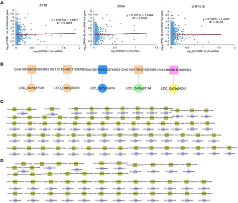 Frontiers Non Coding Rna Expression Analysis Revealed The Molecular