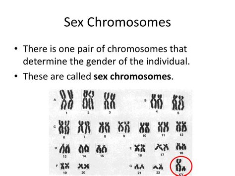 Ppt Gender Determination In Humans Powerpoint Presentation Free