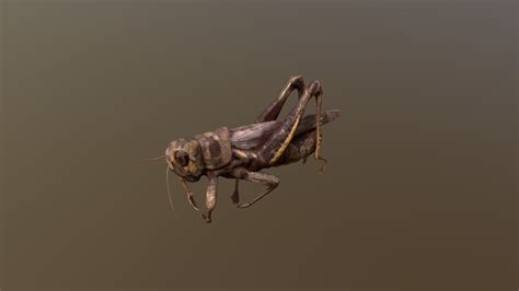 Grasshopper Download Free 3d Model By Zackim 13e31a9 Sketchfab