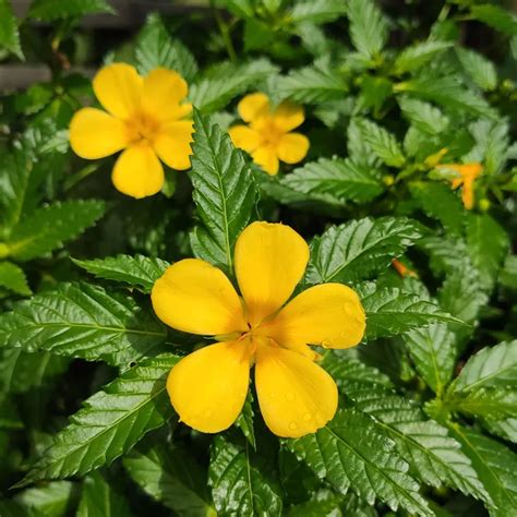 Plant De Damiana Damiana Dangers Sclh