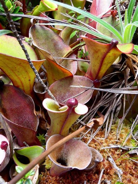 Venezuela Mt Roraima Roraima Carnivorous Pitcher Plants